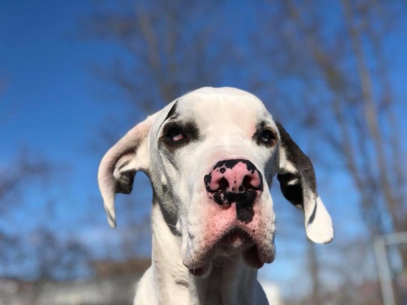 The Barking Orange - DOGGY DAYCARE * GROOMING * TRAINING