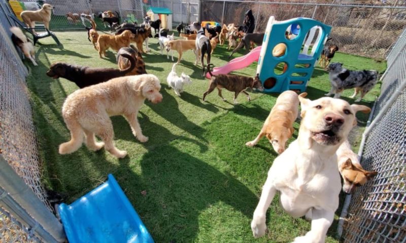 The Barking Orange - DOGGY DAYCARE * GROOMING * TRAINING
