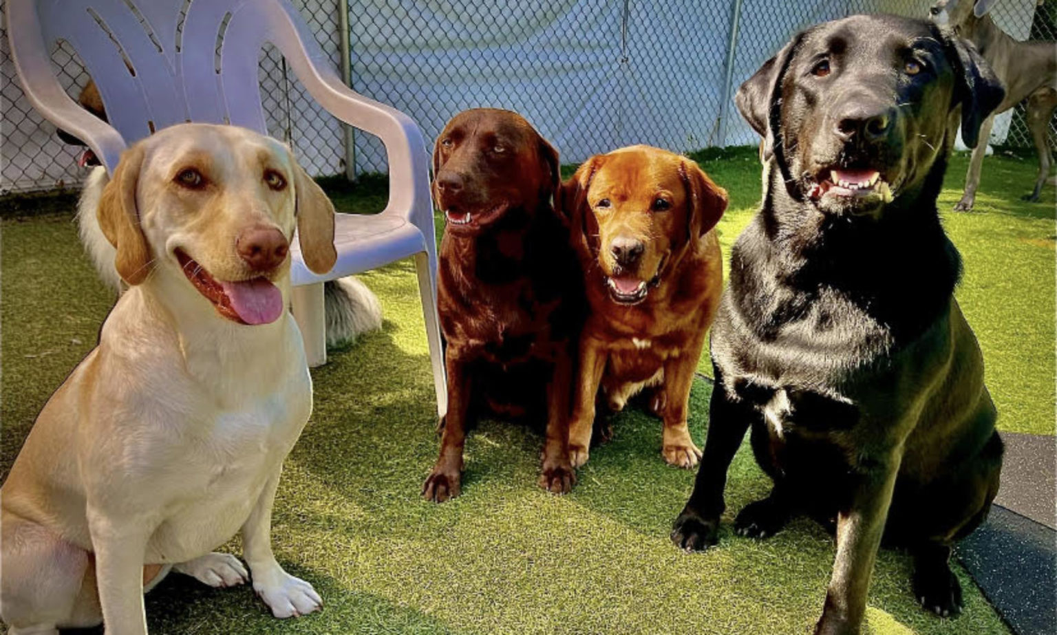 The Barking Orange - DOGGY DAYCARE * GROOMING * TRAINING