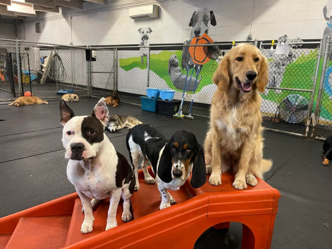 The Barking Orange - DOGGY DAYCARE * GROOMING * TRAINING