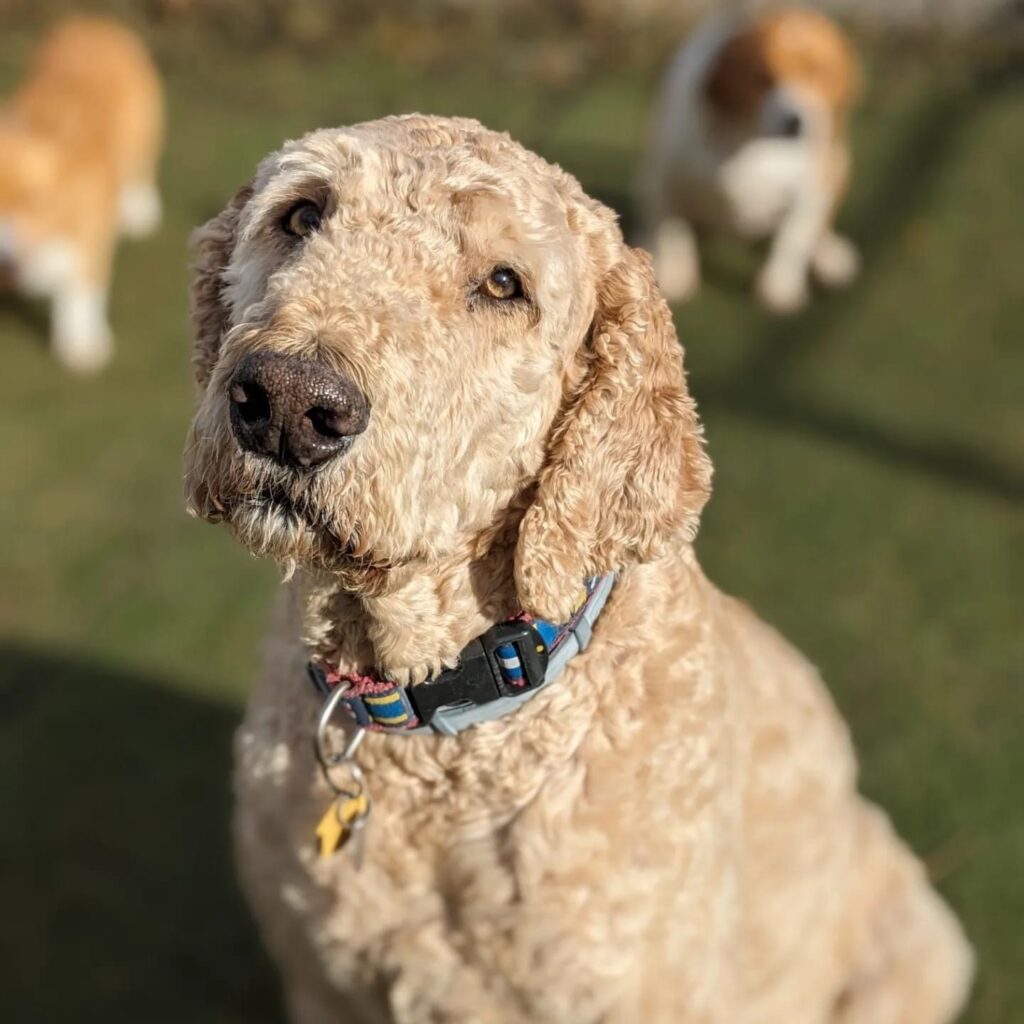 The Barking Orange - DOGGY DAYCARE * GROOMING * TRAINING